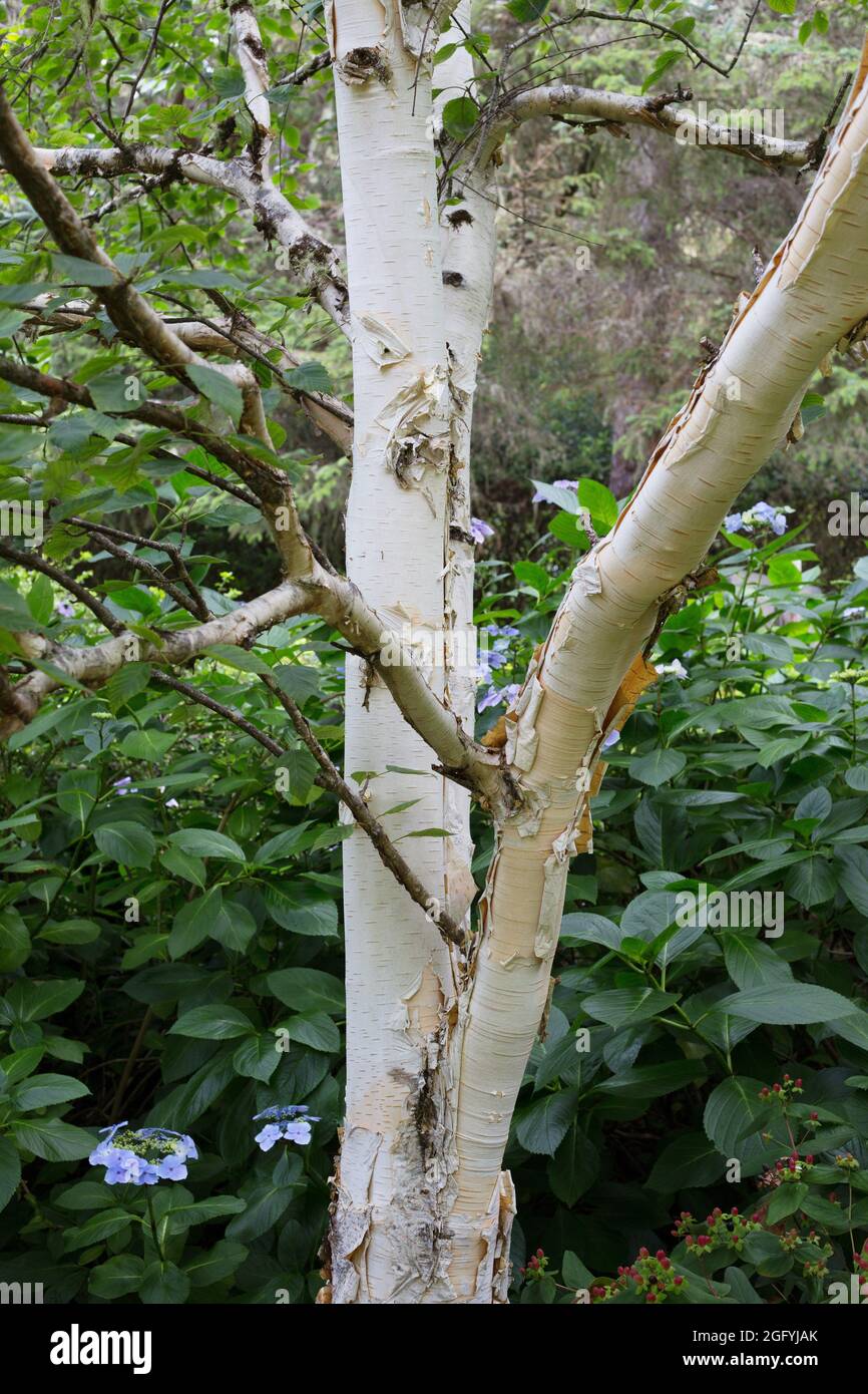 Himalayan birch tree hi-res stock photography and images - Alamy