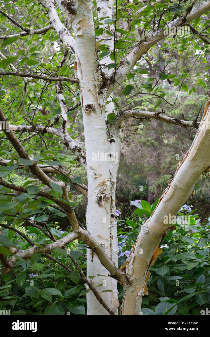 Himalayan birch tree hi-res stock photography and images - Alamy