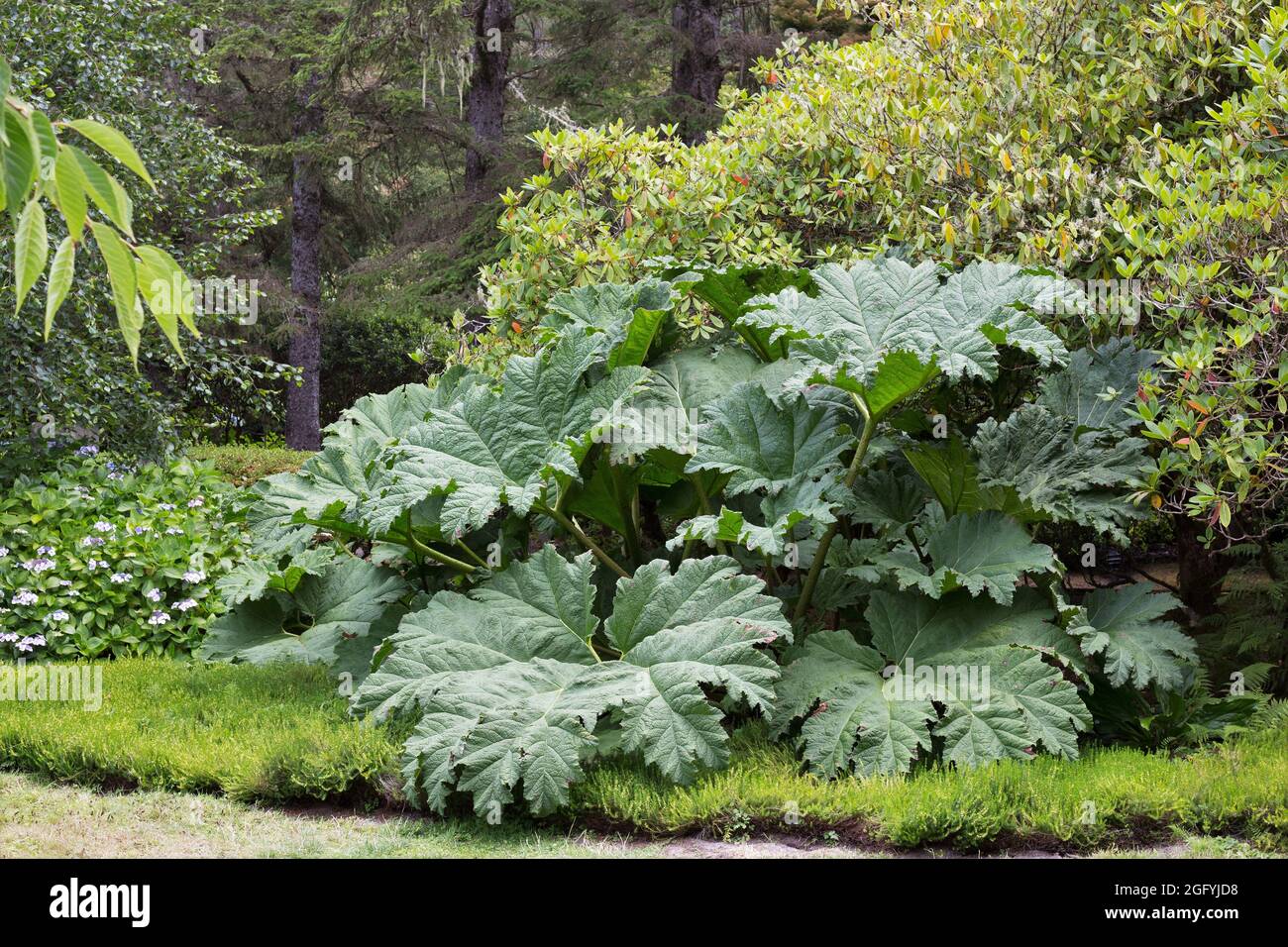Gunnera tinctoria - Chilean rhubarb plant Stock Photo - Alamy