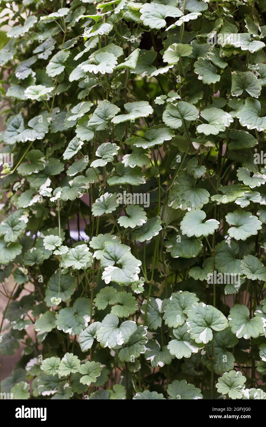 Glechoma hederacea - variegated creeping charlie plant Stock Photo - Alamy
