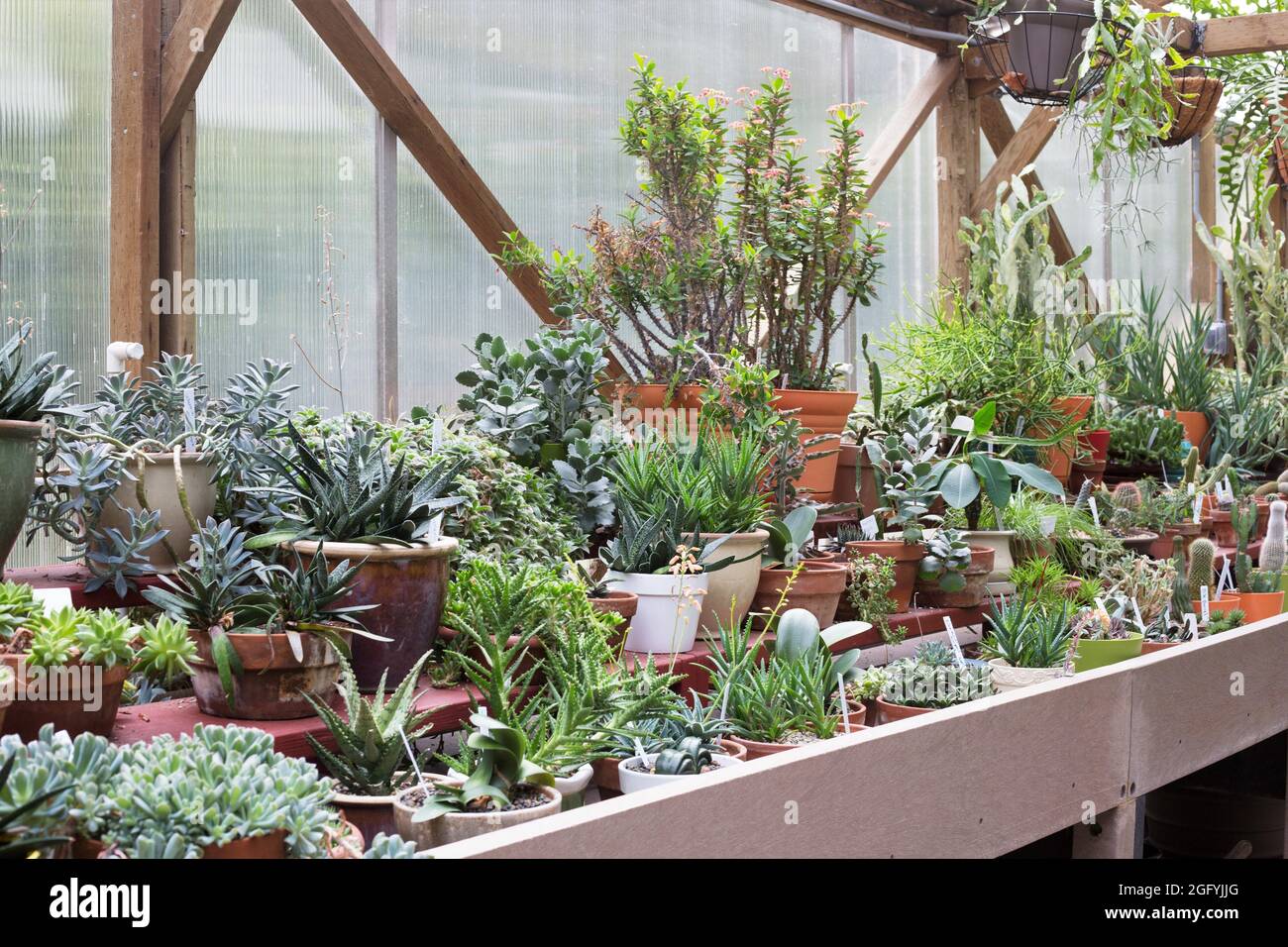 Cactus and succulent plants in the greenhouse at Shore Acres State Park ...
