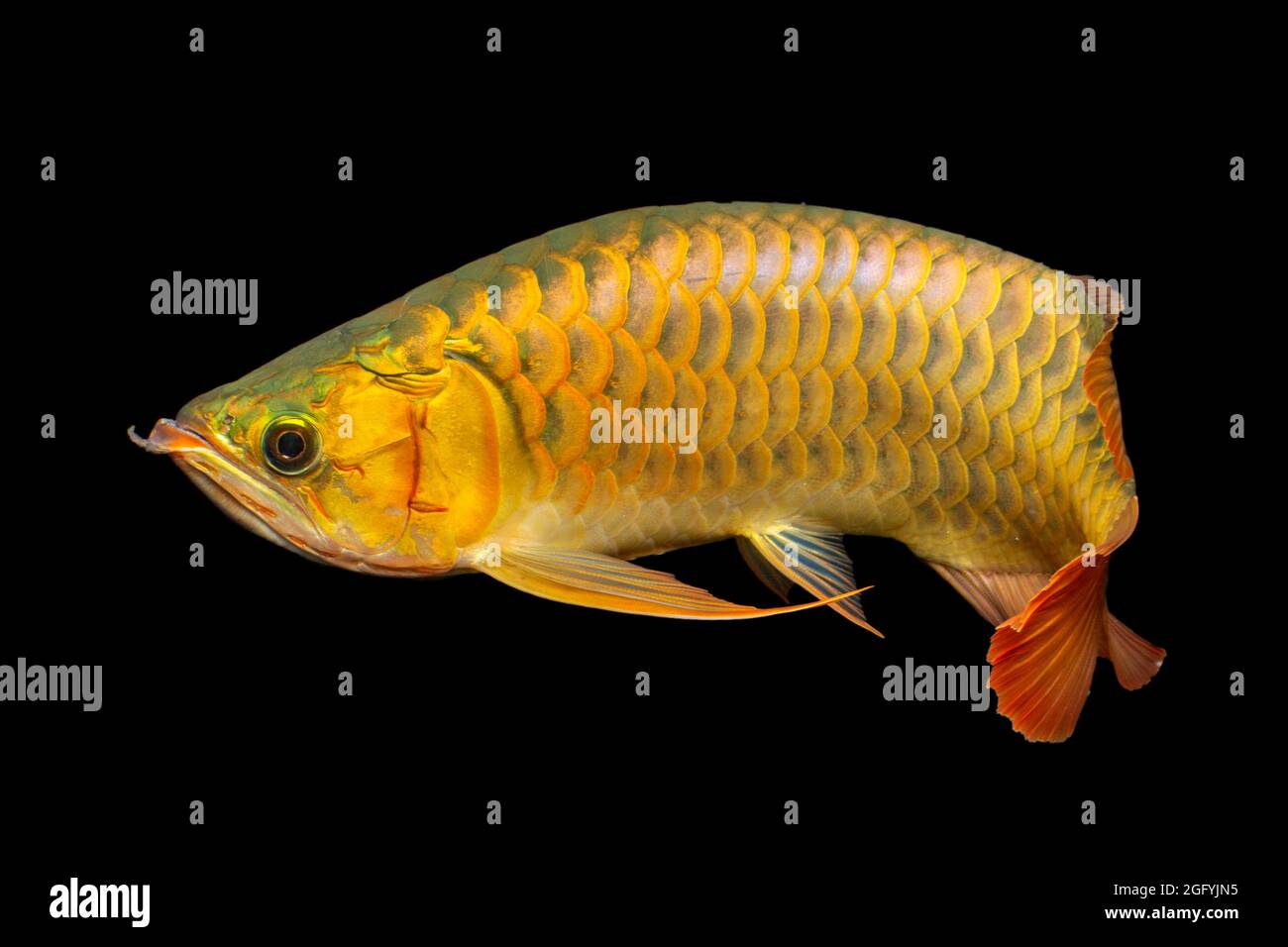 The Asian arowana, dragon fish (Scleropages formosus) on isolated blue ...