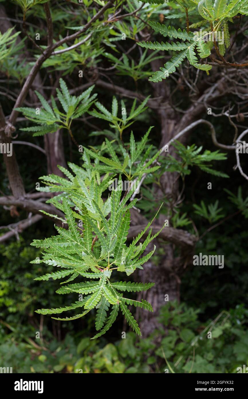 Ironwood tree hi-res stock photography and images - Alamy