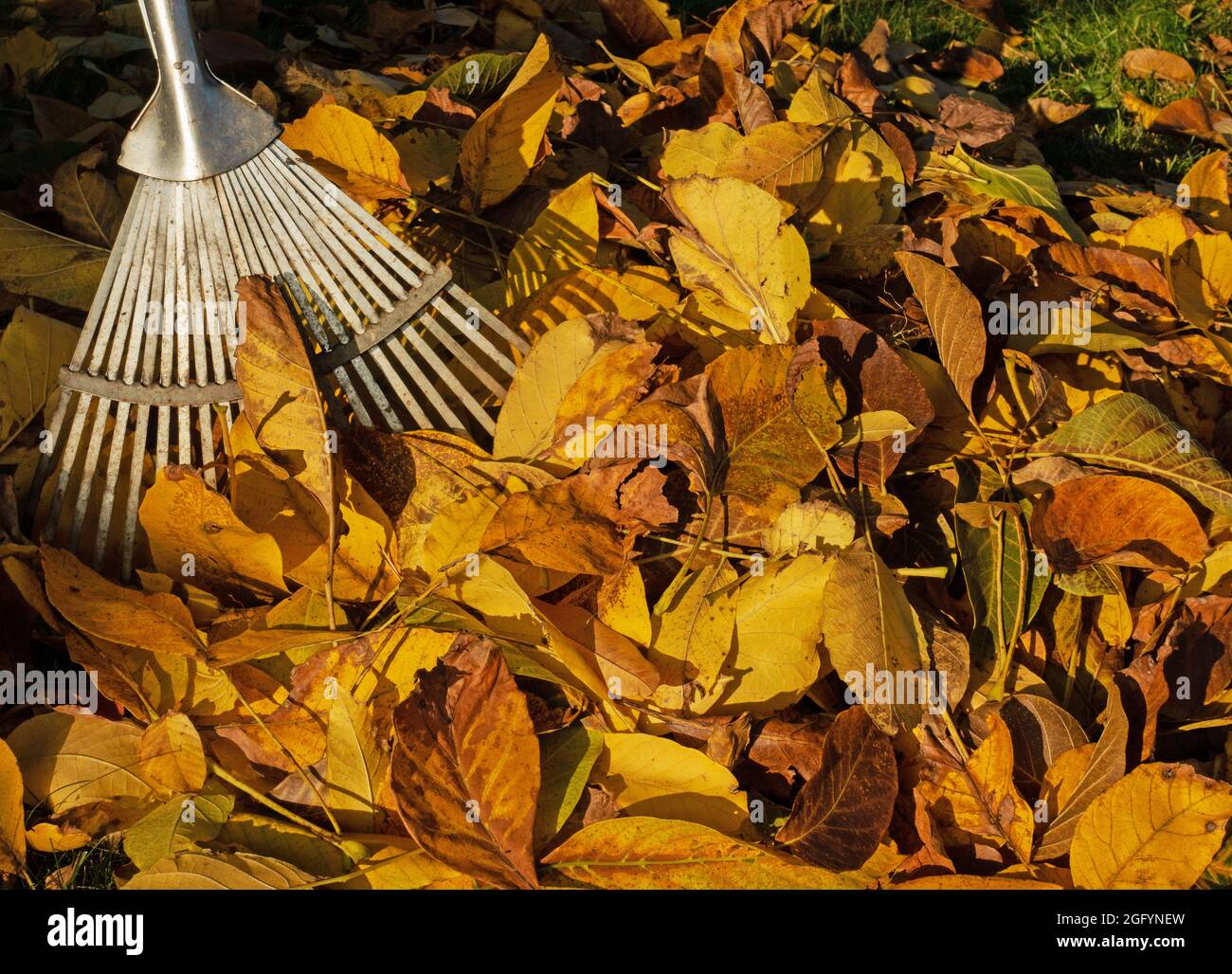 Colorful autumn leaves with rake Stock Photo - Alamy