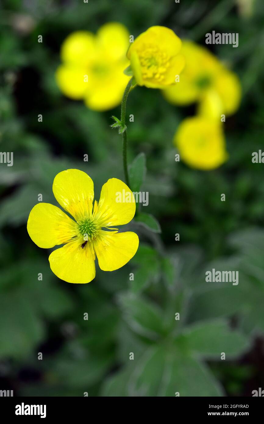 Psilostachys hi-res stock photography and images - Alamy