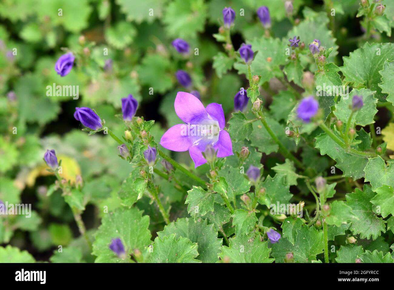 wall bellflower, Dalmatian bellflower, Glockenblume, Campanula ...
