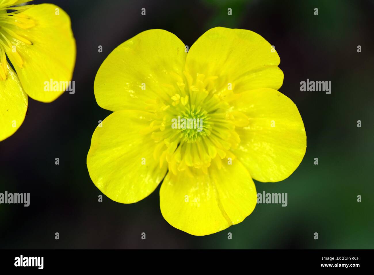 buttercup, Hahnenfuß, Ranunculus psilostachys, csőrös boglárka, Hungary ...