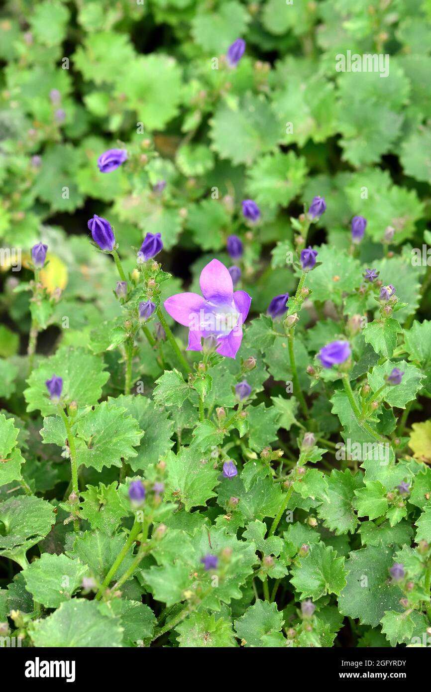 wall bellflower, Dalmatian bellflower, Glockenblume, Campanula ...