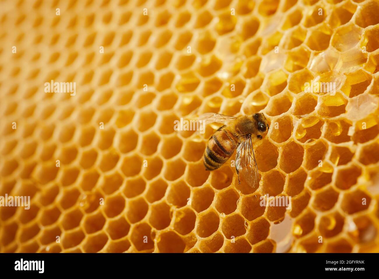 Macro photo of a bee on a honeycomb. National honey bee day. September ...