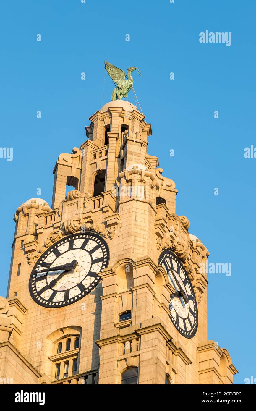 One of the Liver Birds on the the Royal Liver Buidling faces the sun as ...