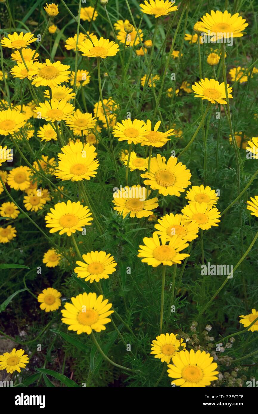 golden marguerite, yellow chamomile, Färberkamille, Anthemis tinctoria ...