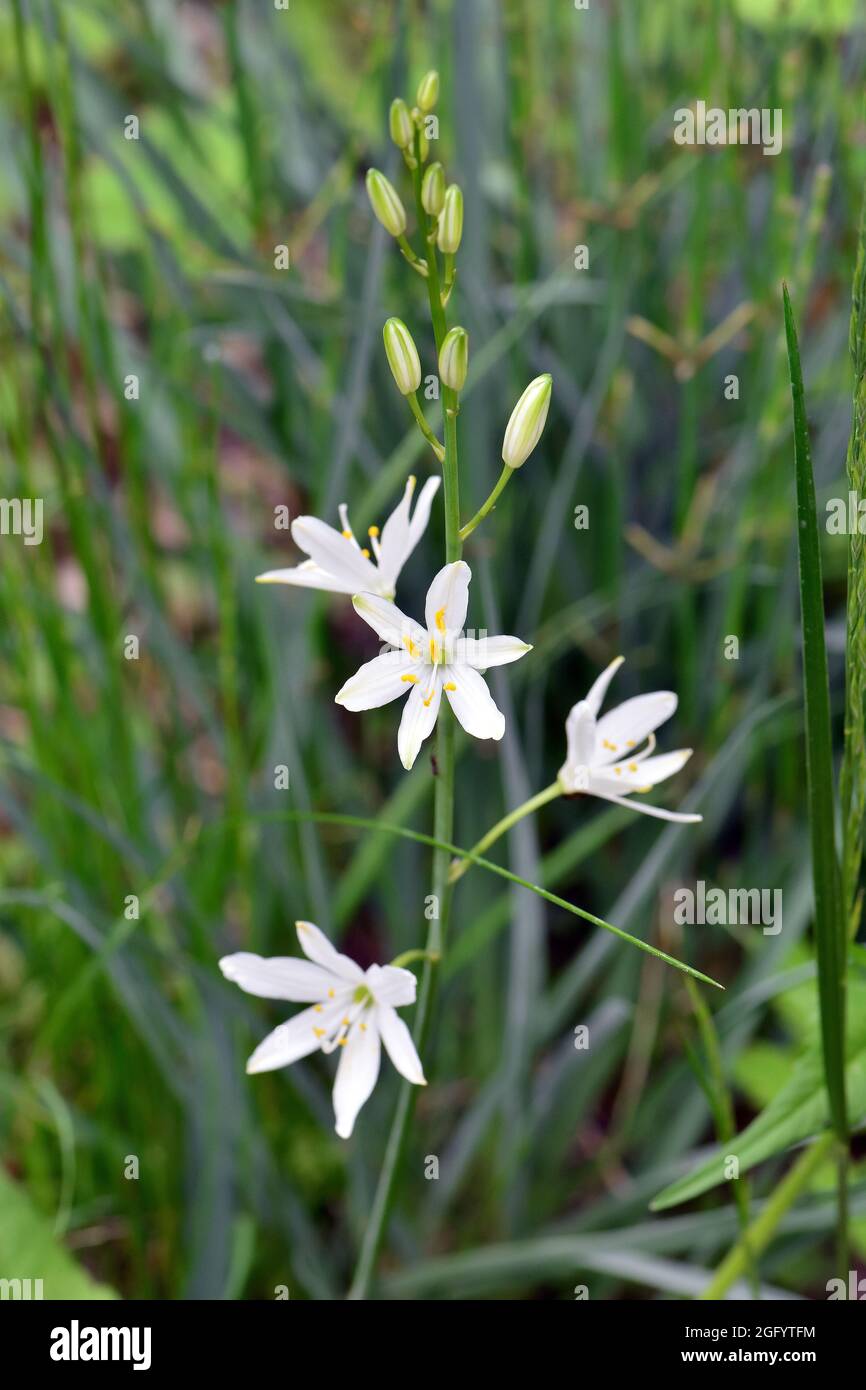 St Bernard's lily, Traubige Graslilie, Anthericum liliago, fürtös ...
