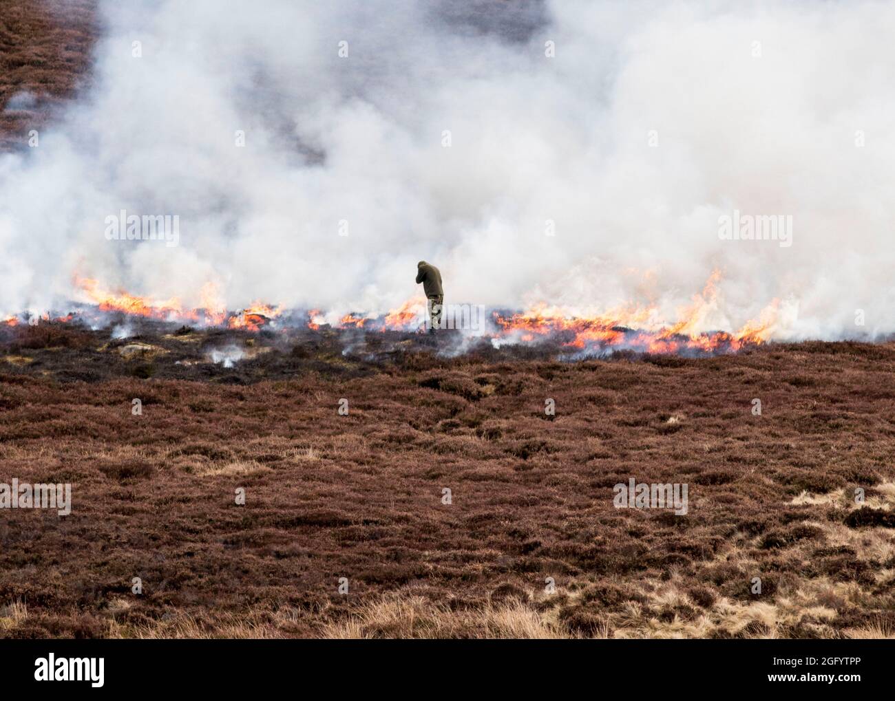 Burning heather in the scottish hills, Cairngorms Stock Photo - Alamy