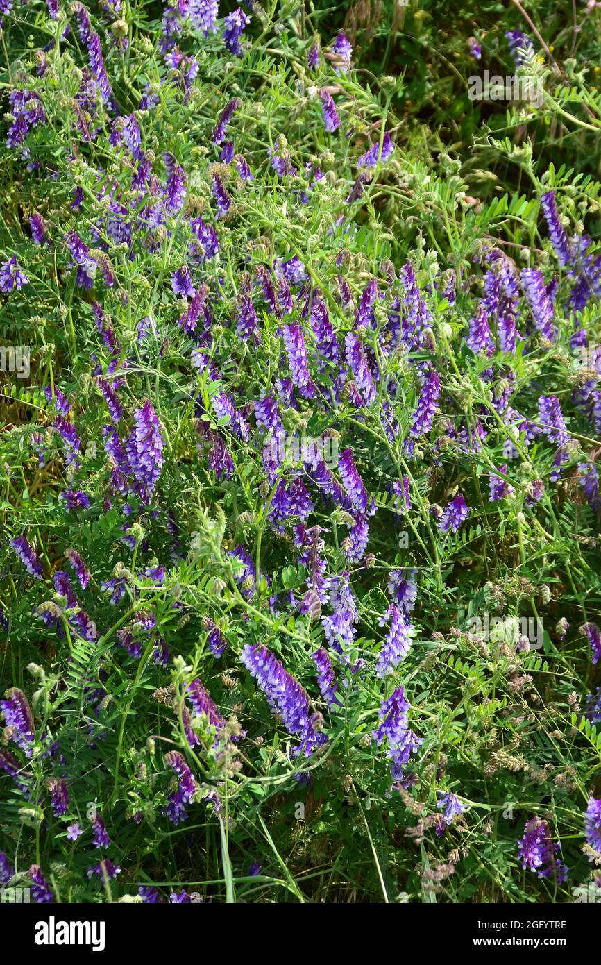 tufted vetch, cow vetch, bird vetch, blue vetch, boreal vetch, Vogel ...