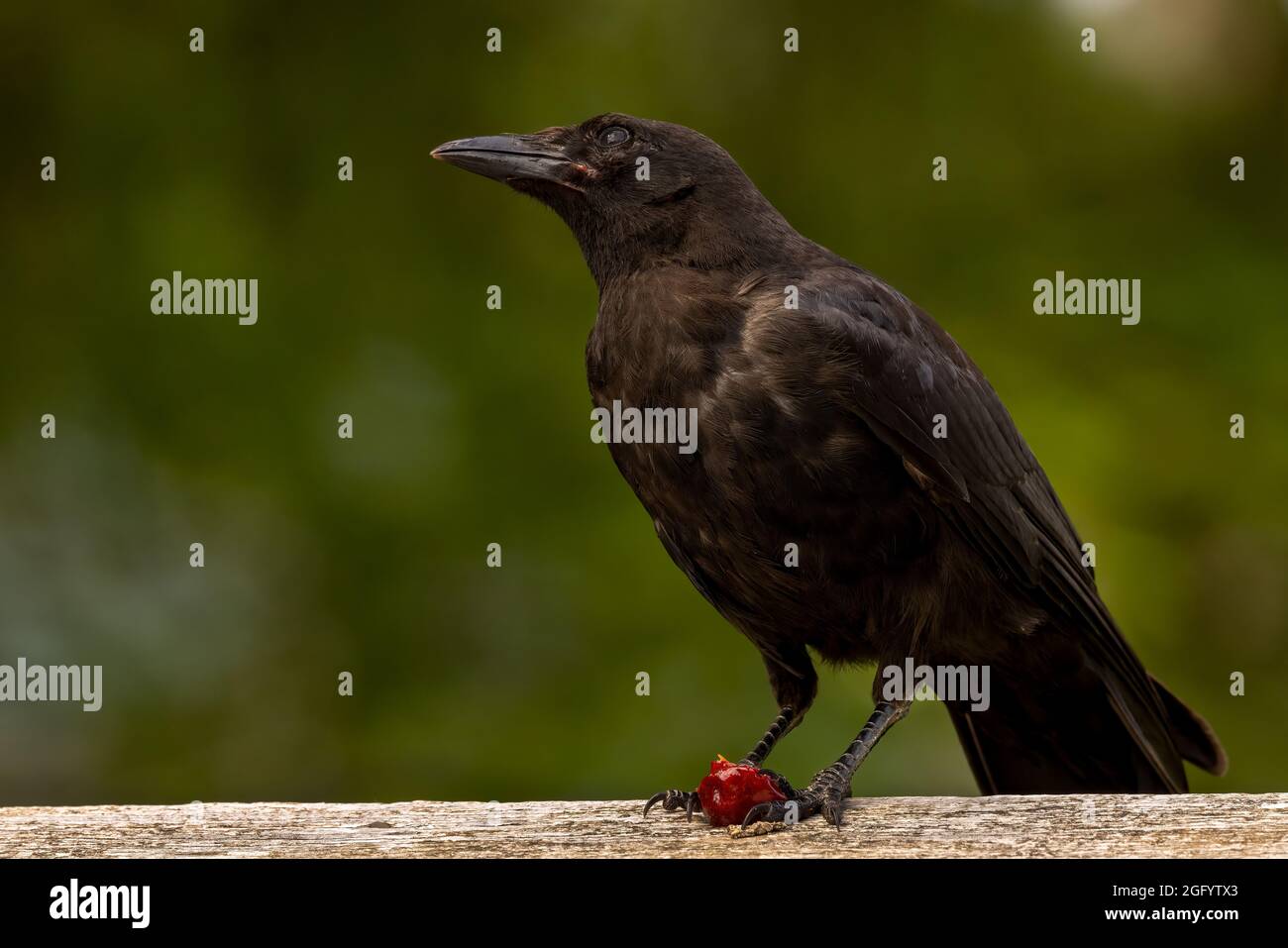Crow eating hi-res stock photography and images - Alamy