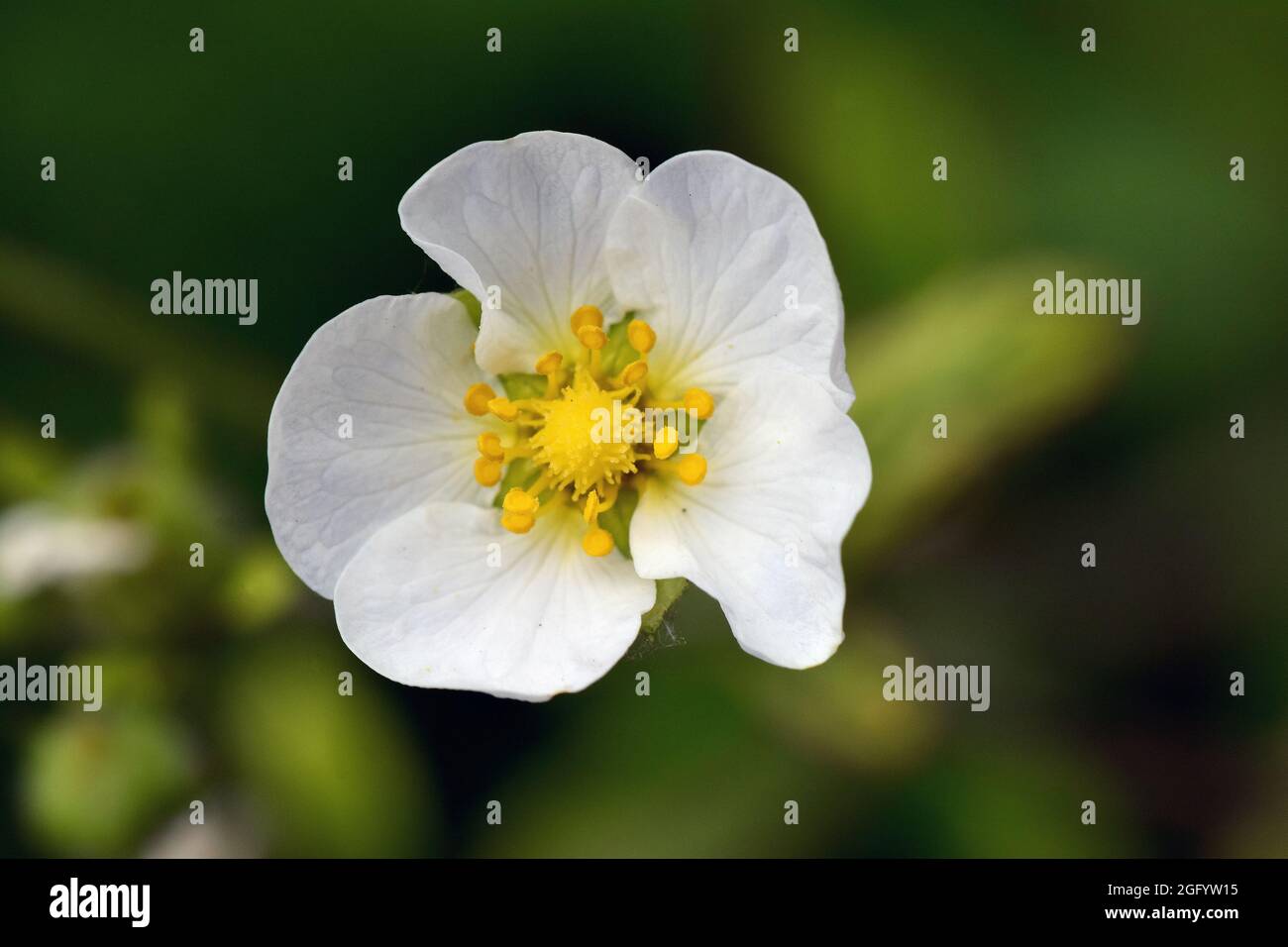Rock cinquefoil, Fingerkräuter, Potentilla rupestris, kövi pimpó ...