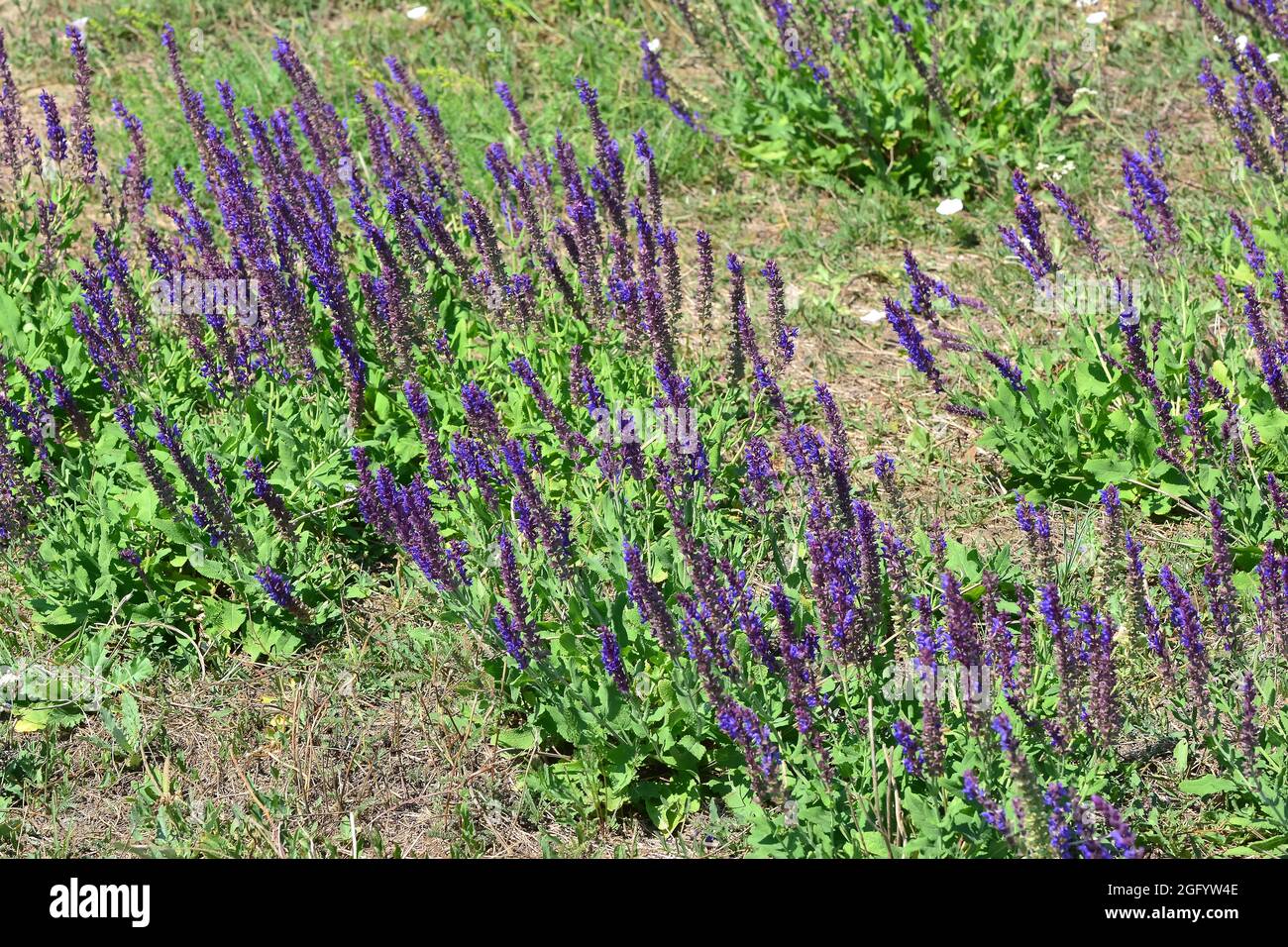 woodland sage, Balkan clary, blue sage or wild sage, Hain-Salbei ...