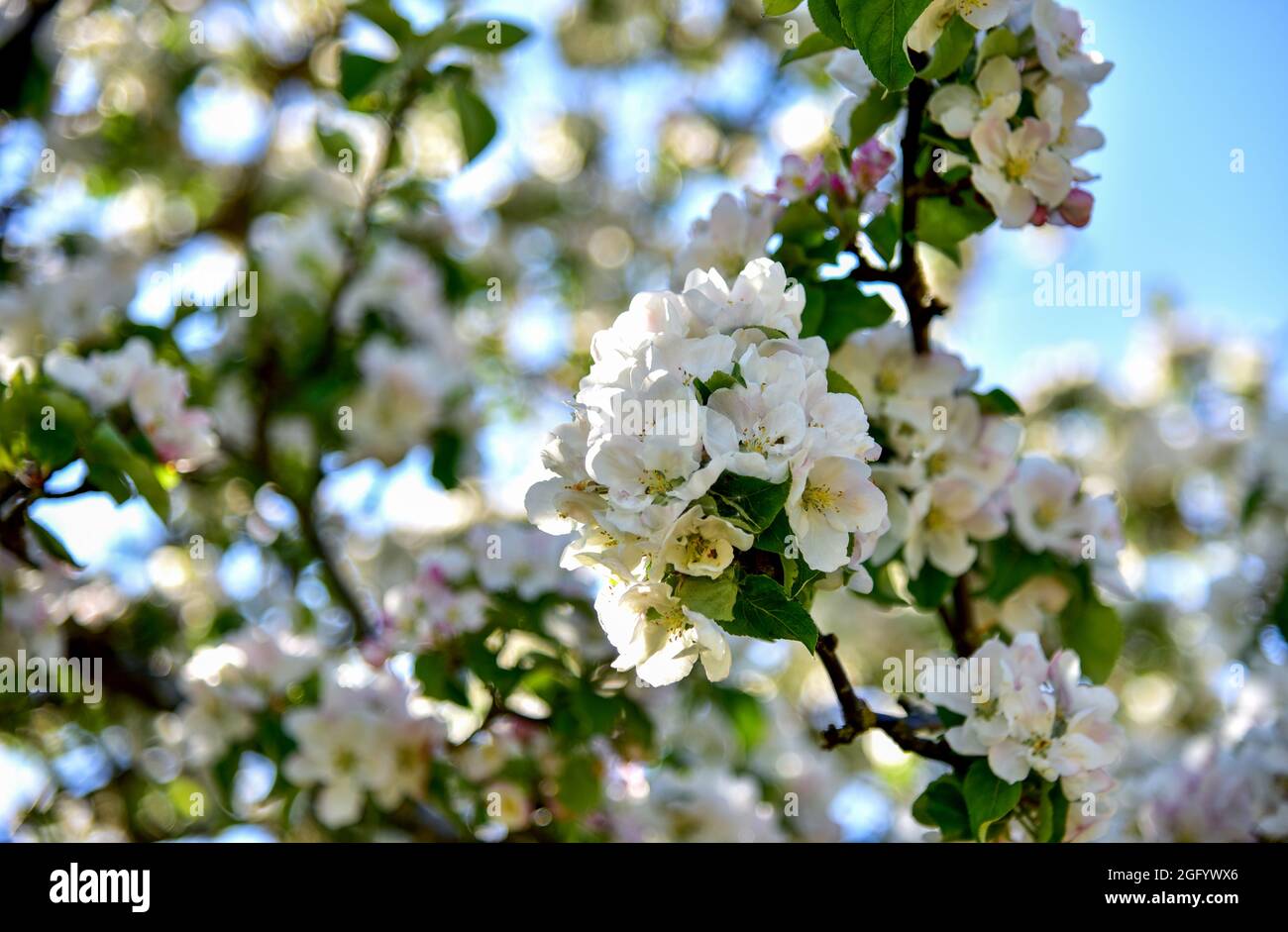 Beautiful blossoms of blooming apple tree in springtime. White and pink ...