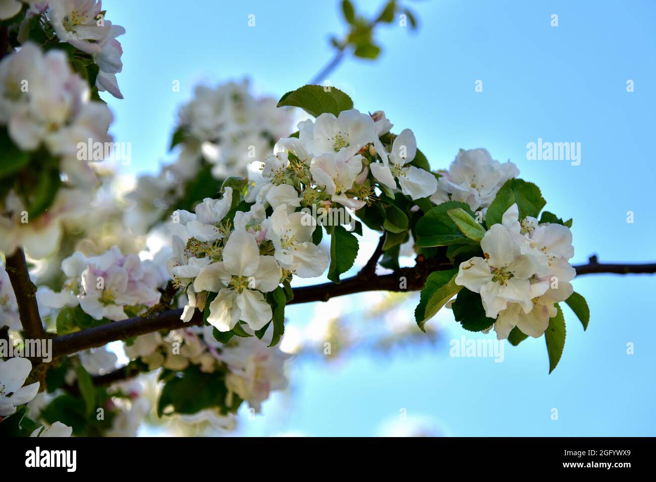 Beautiful blossoms of blooming apple tree in springtime. White and pink ...