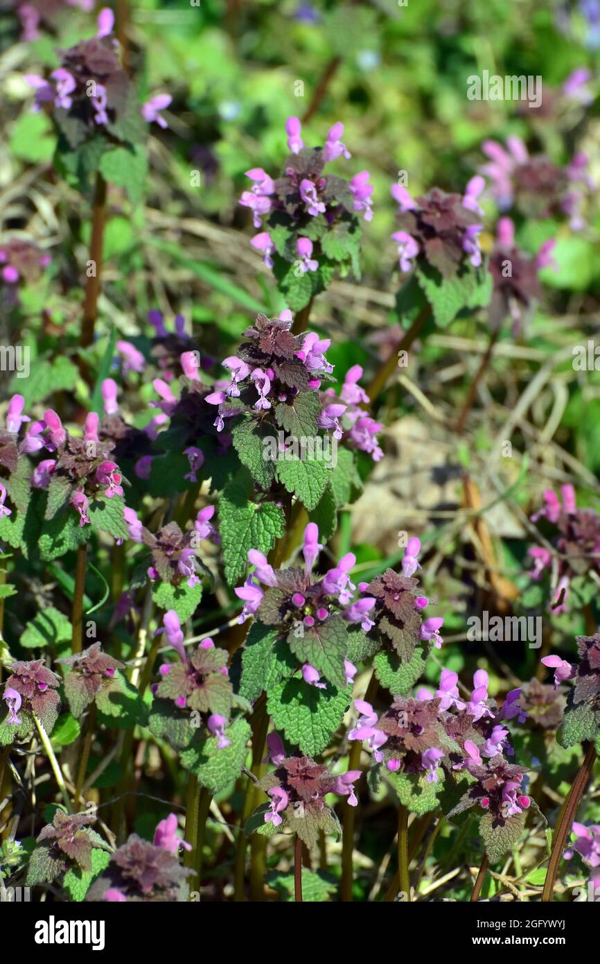 red dead-nettle, purple dead-nettle, or purple archangel, Purpurrote ...