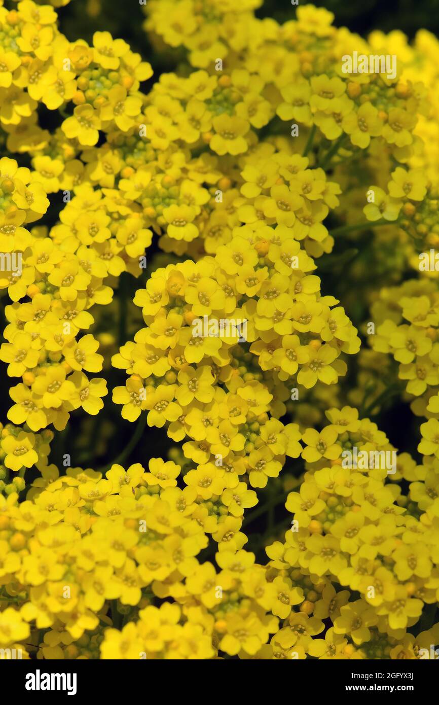 basket of gold, goldentuft alyssum, golden alyssum, Felsensteinkraut ...