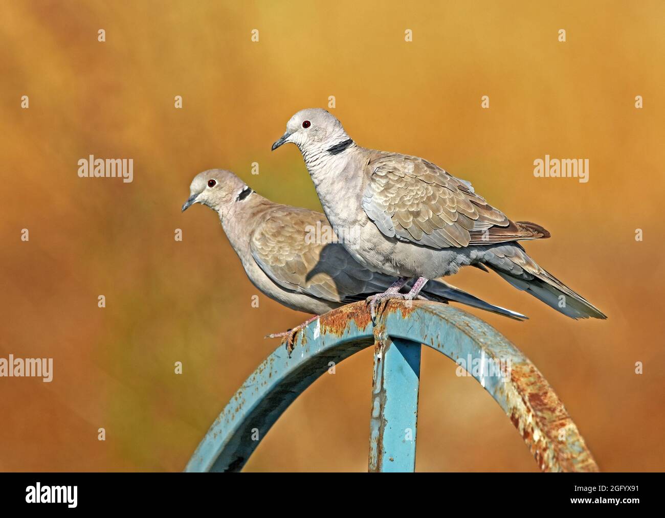 Eurasian collared dove, Streptopelia decaocto, couple Stock Photo - Alamy