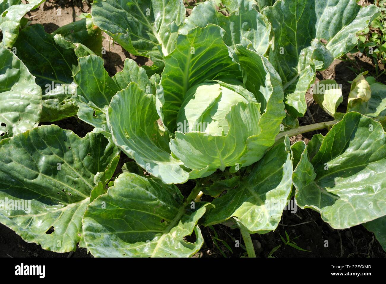 Growing cabbage. White cabbage, growing on a plantation in the sunlight ...