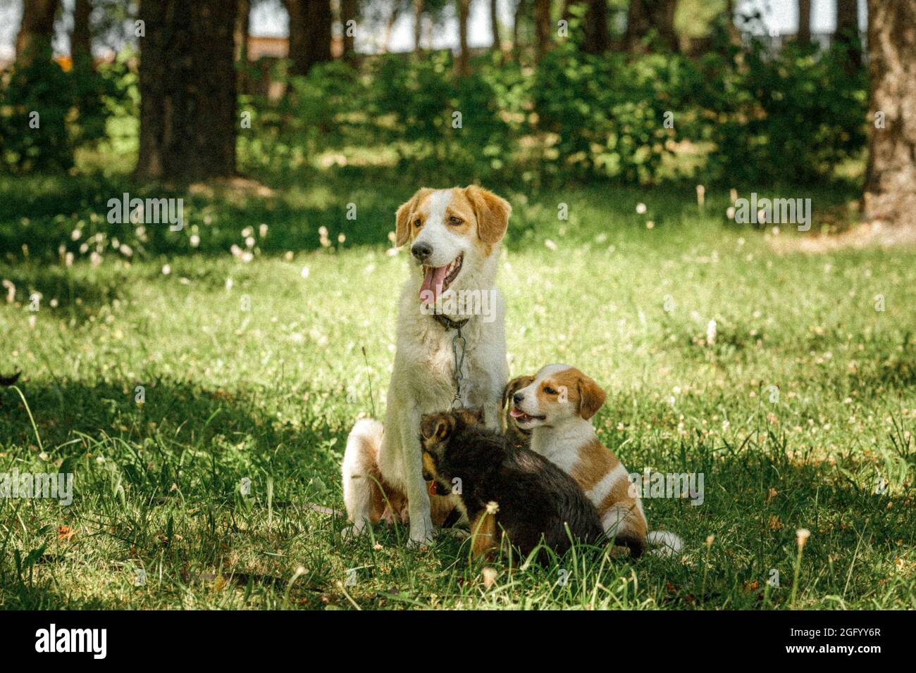mother dog take care puppies with love Stock Photo - Alamy