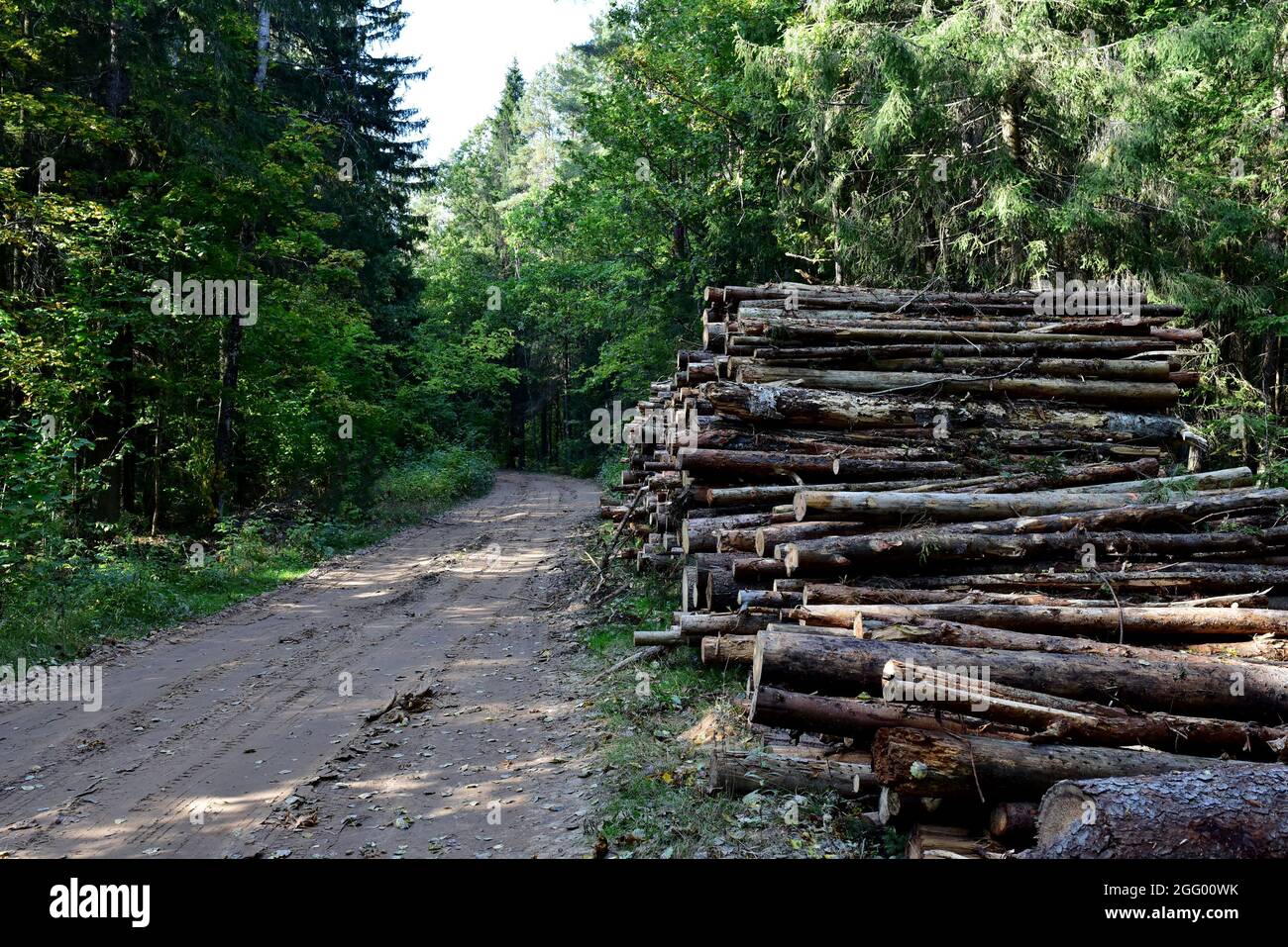 Piled pine tree logs in forest. Stacks of cut wood. Wood logs, timber ...