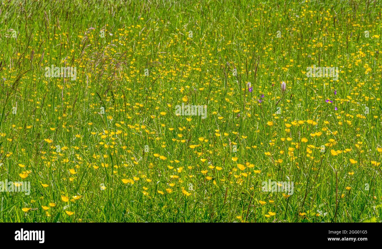 Sunny flower hi-res stock photography and images - Alamy