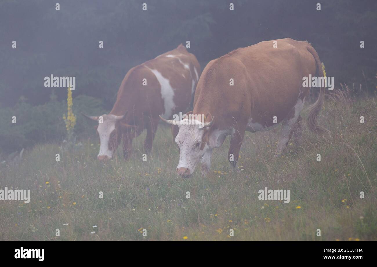 Simmental cows grazing in clouds. Traditional natural cattle breeding ...