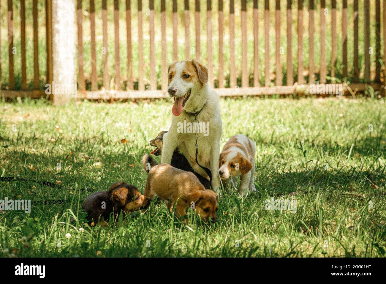 Dog Mother Puppies High Resolution Stock Photography and Images - Alamy