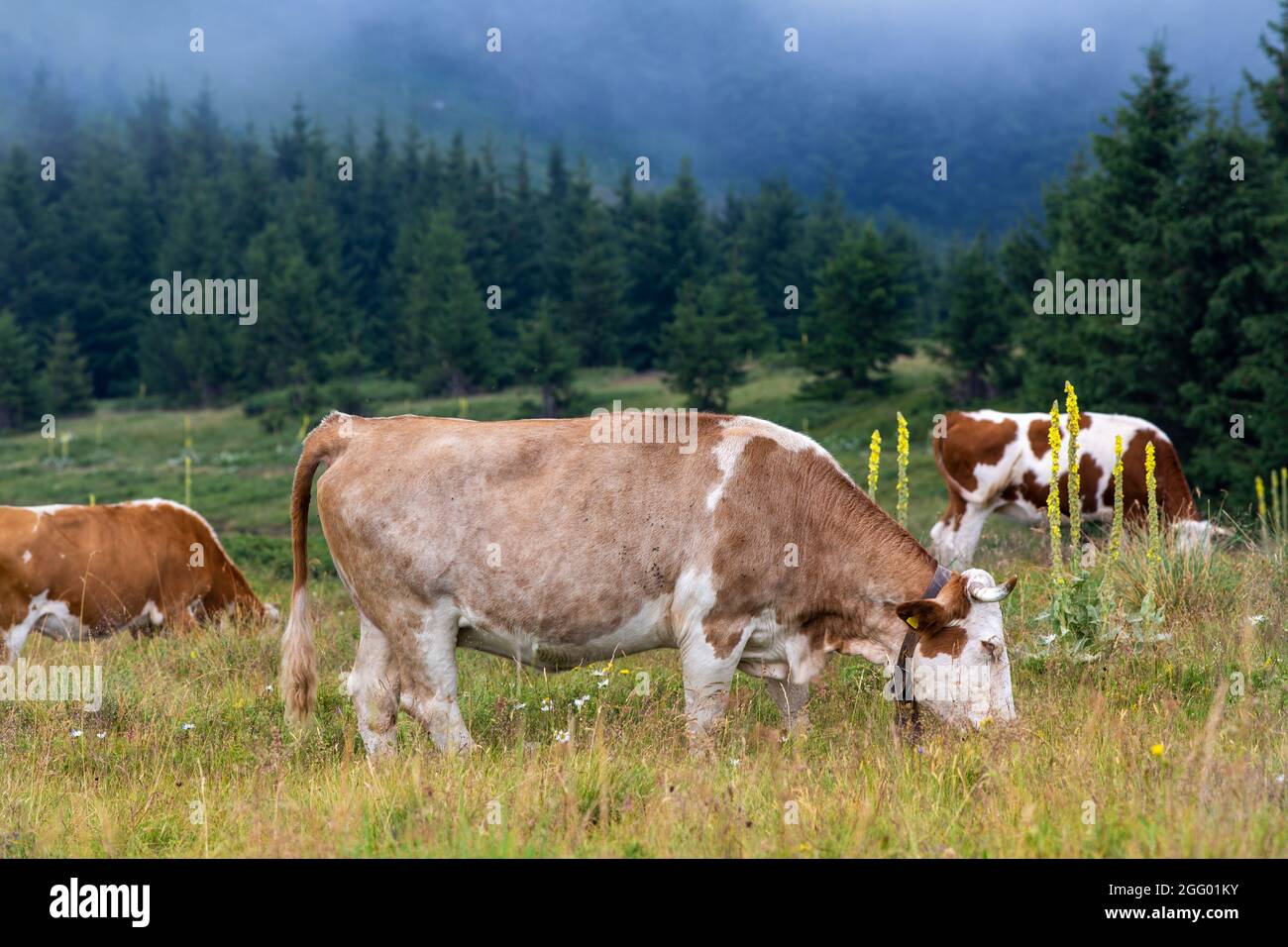 Group of simmental cows grazing on meadow in front of evergreen forest ...