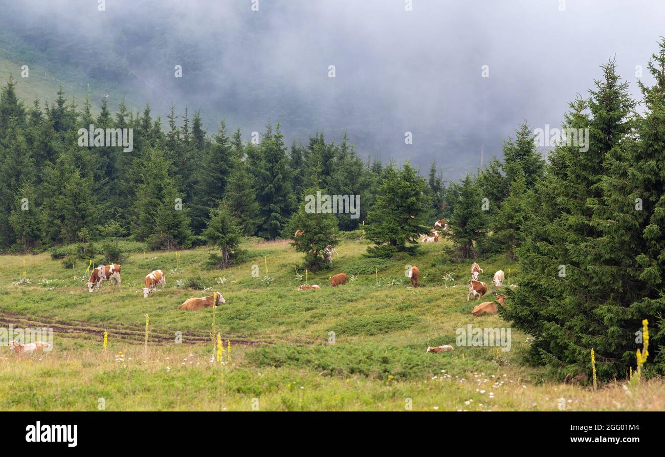 Group of simmental cows grazing on meadow in front of evergreen forest ...