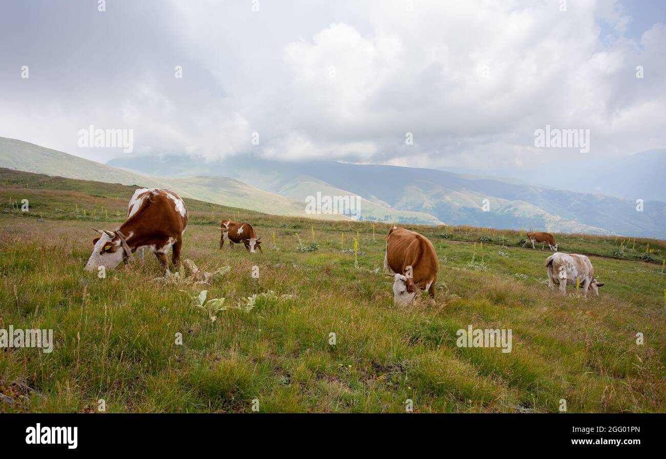 Group of simmental cows grazing on meadow on Balkan mountains in Serbia ...