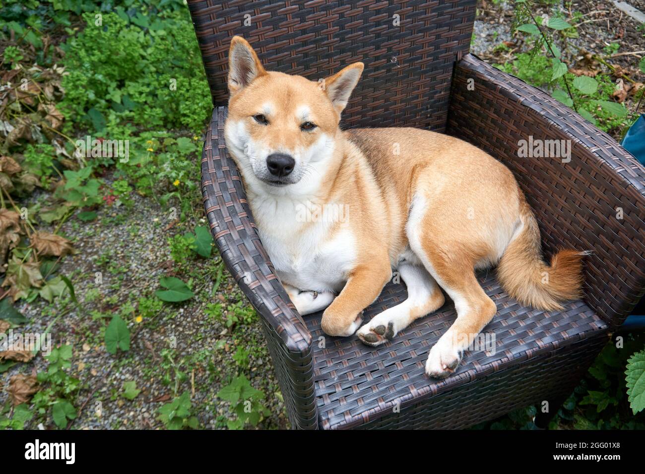 Beautiful Shiba Inu sitting on the chair in nature Stock Photo - Alamy
