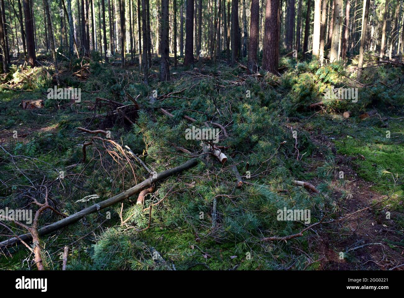 Disappearing ecosystem hi-res stock photography and images - Alamy