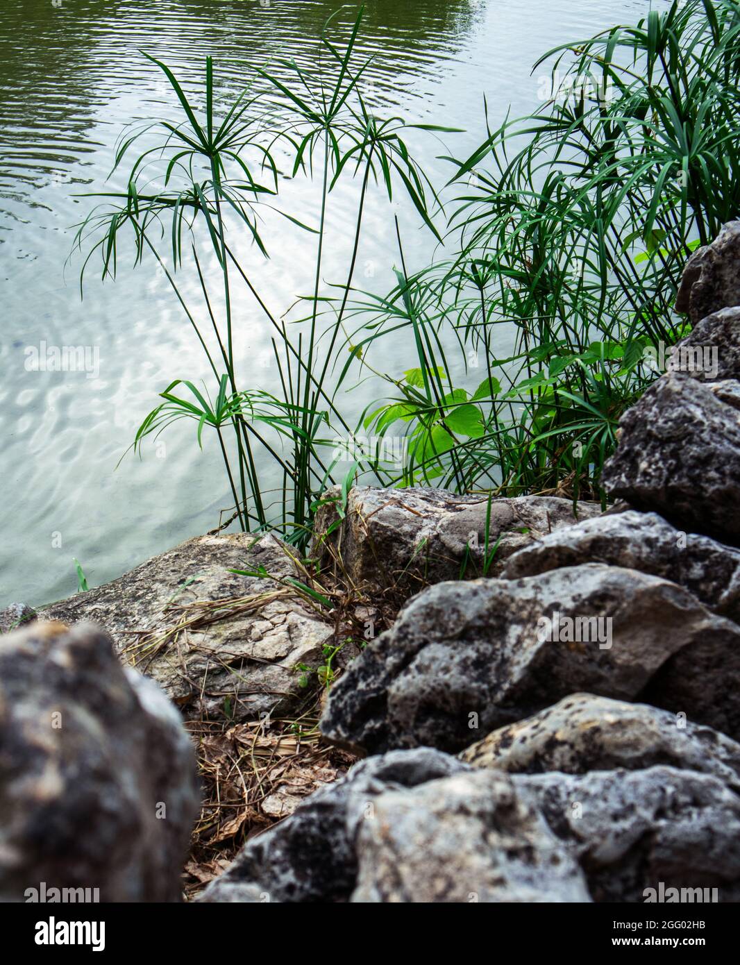 Japanese tea garden - pond view Stock Photo - Alamy