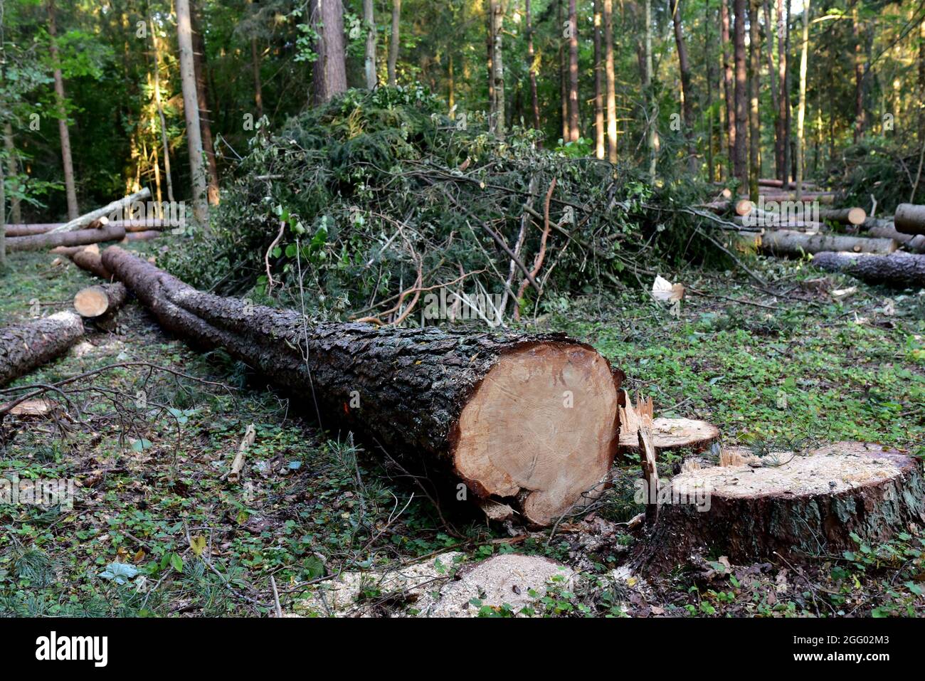 Deforestation forest and Illegal logging. Cutting trees. Stacks of cut ...
