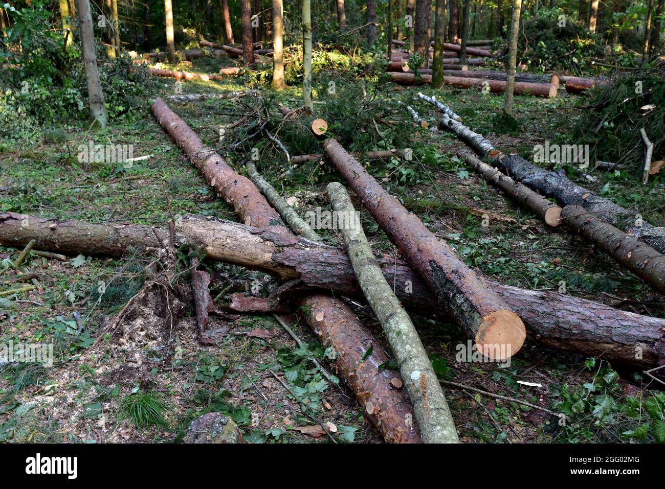 Deforestation forest and Illegal logging. Cutting trees. Stacks of cut ...