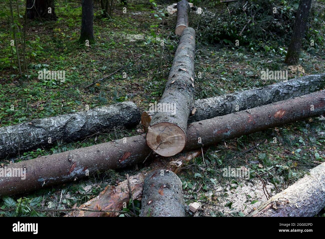 Deforestation forest and Illegal logging. Cutting trees. Stacks of cut ...