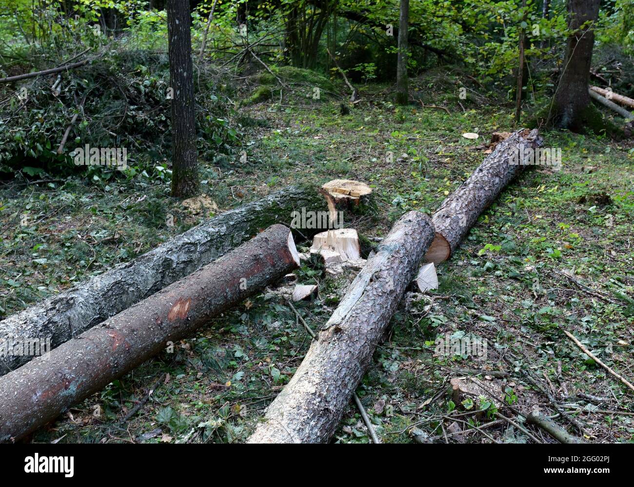 Deforestation forest and Illegal logging. Cutting trees. Stacks of cut ...