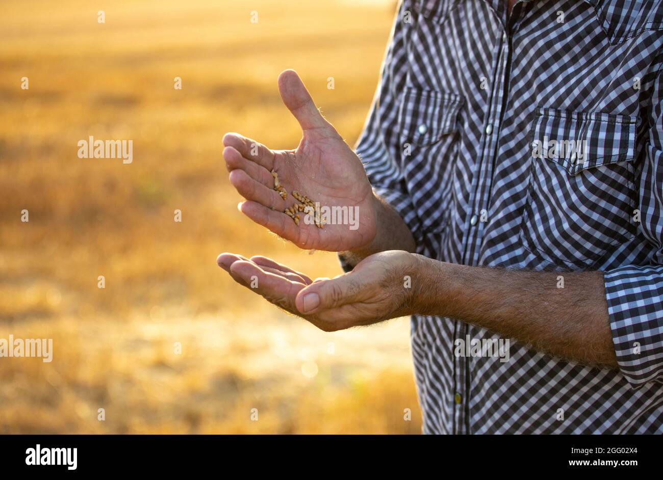 Farmer in wheat field holding grains in his hand hi-res stock ...