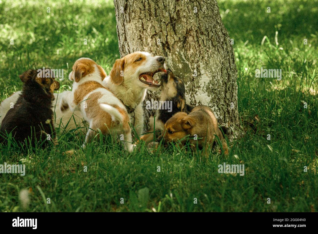 mother dog take care puppies with love Stock Photo - Alamy