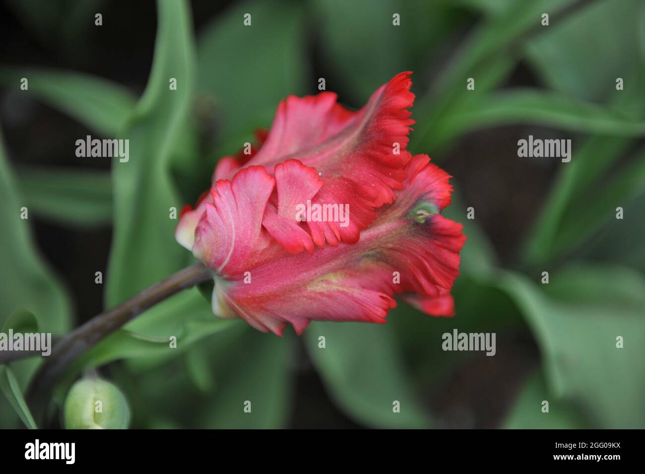 Tulip fire hi-res stock photography and images - Alamy