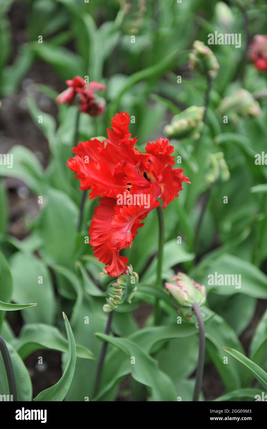 Tulip fire hi-res stock photography and images - Alamy