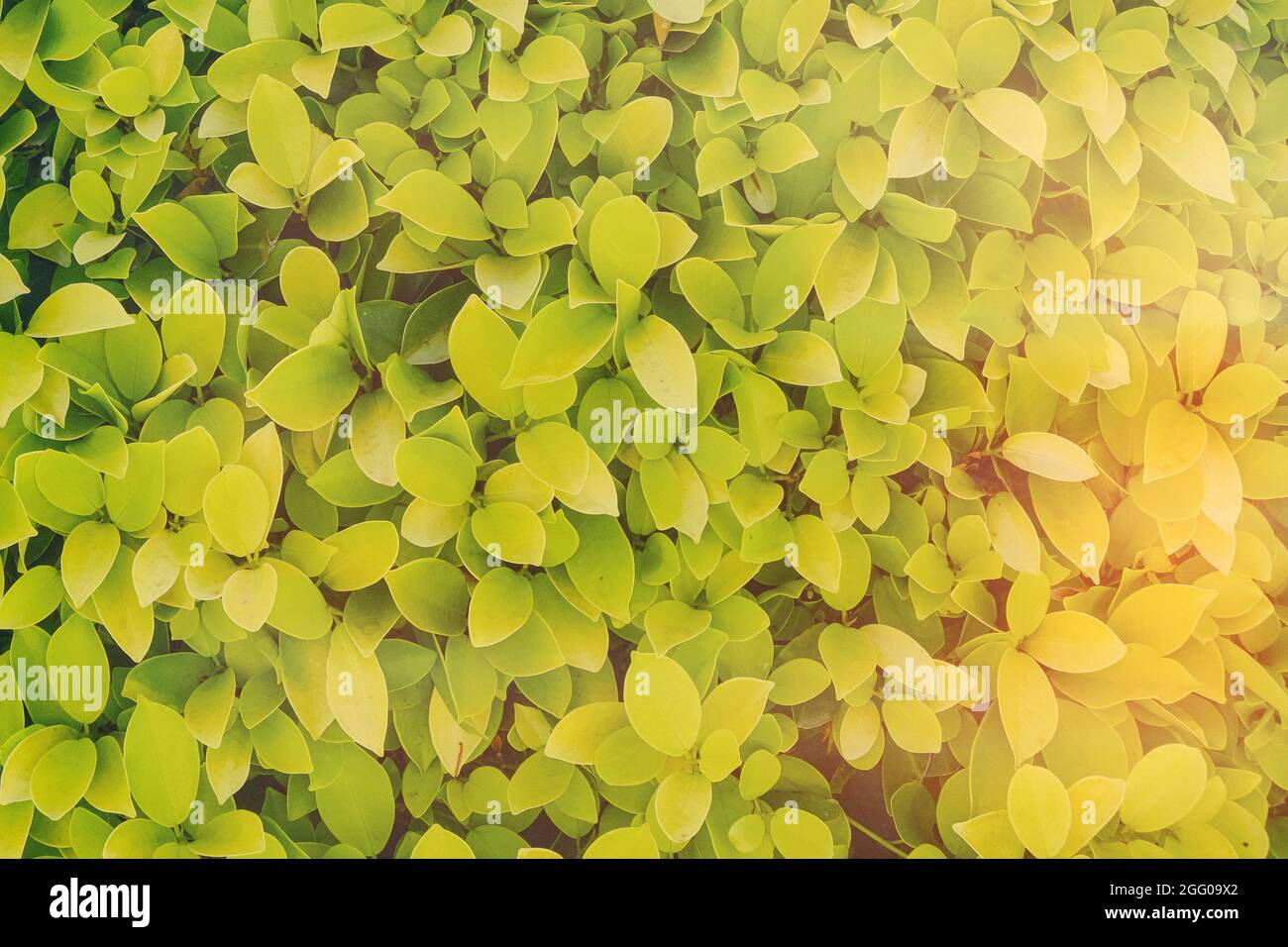 Tree green leaves, texture. Background tree light green color. Leaves ...