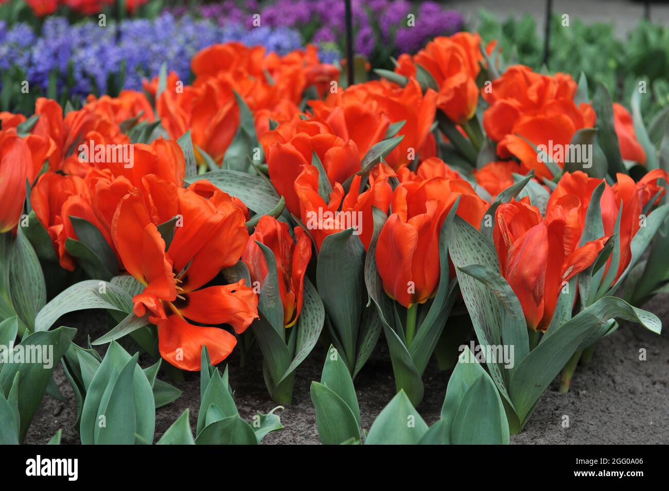 Red Greigii tulips (Tulipa) Giant Orange Sunset bloom in a garden in ...
