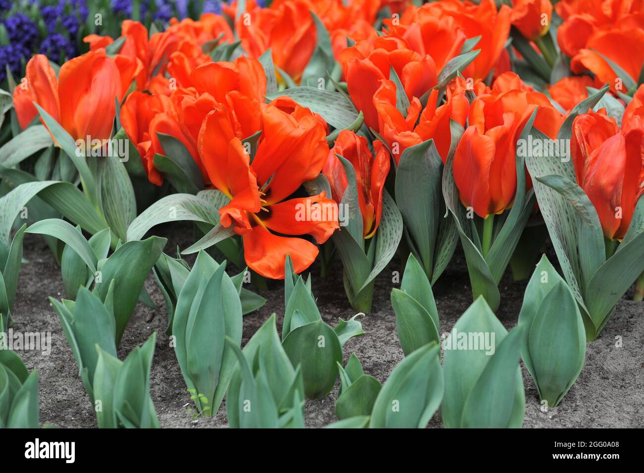 Giant Orange Sunrise