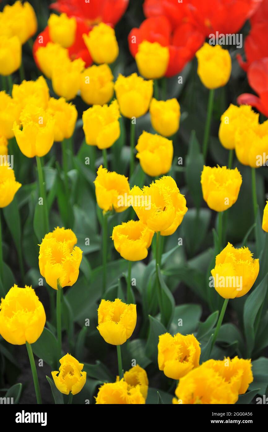 Yellow fringed tulips (Tulipa) Gold Fish bloom in a garden in April ...